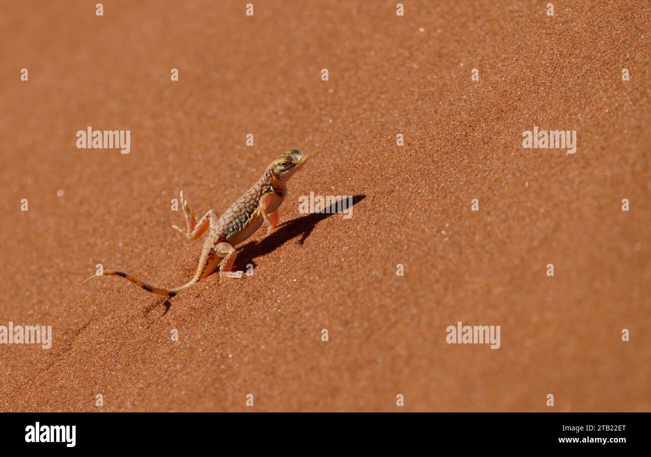 Namibia lizard feet hi-res stock photography and images - Alamy