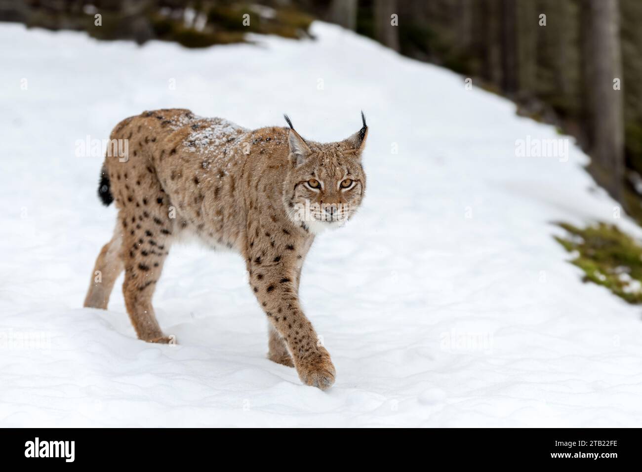 Lynx in snow forest hi-res stock photography and images - Alamy