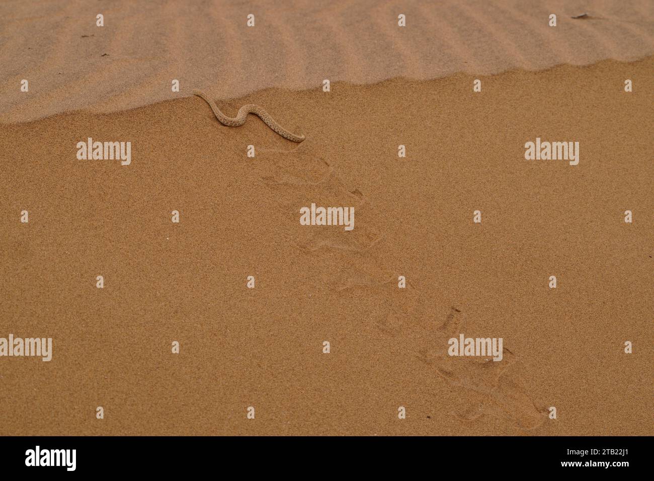 Desert snake sidewinder hi-res stock photography and images - Alamy
