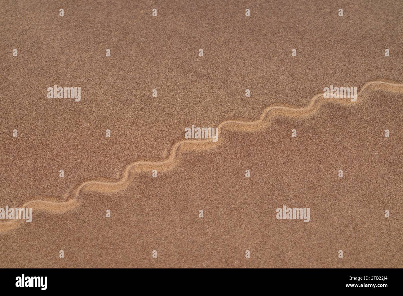 Animal track in desert sand hi-res stock photography and images - Alamy
