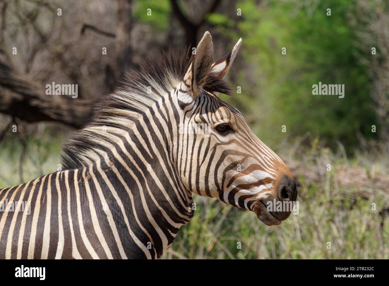 Ai equine hi-res stock photography and images - Alamy