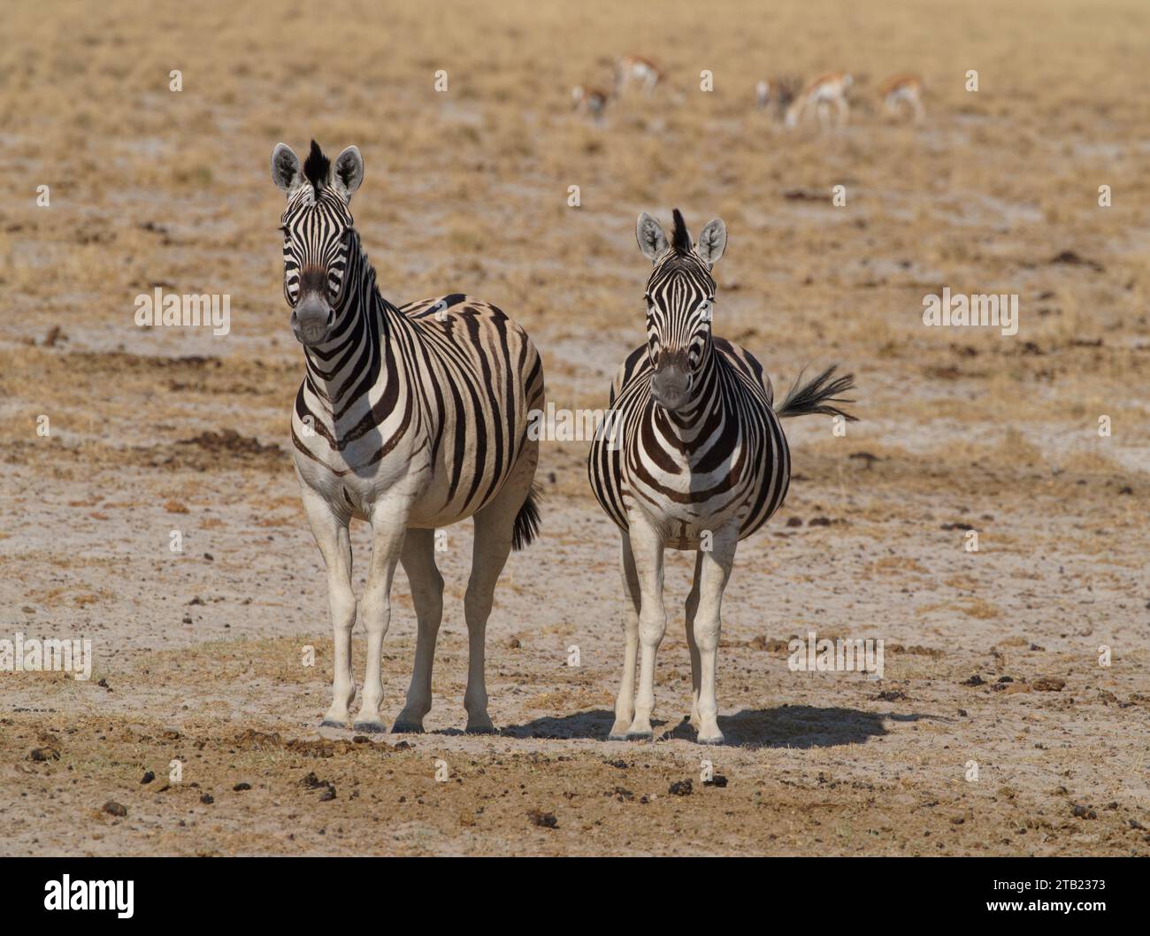 Check in animals hi-res stock photography and images - Alamy