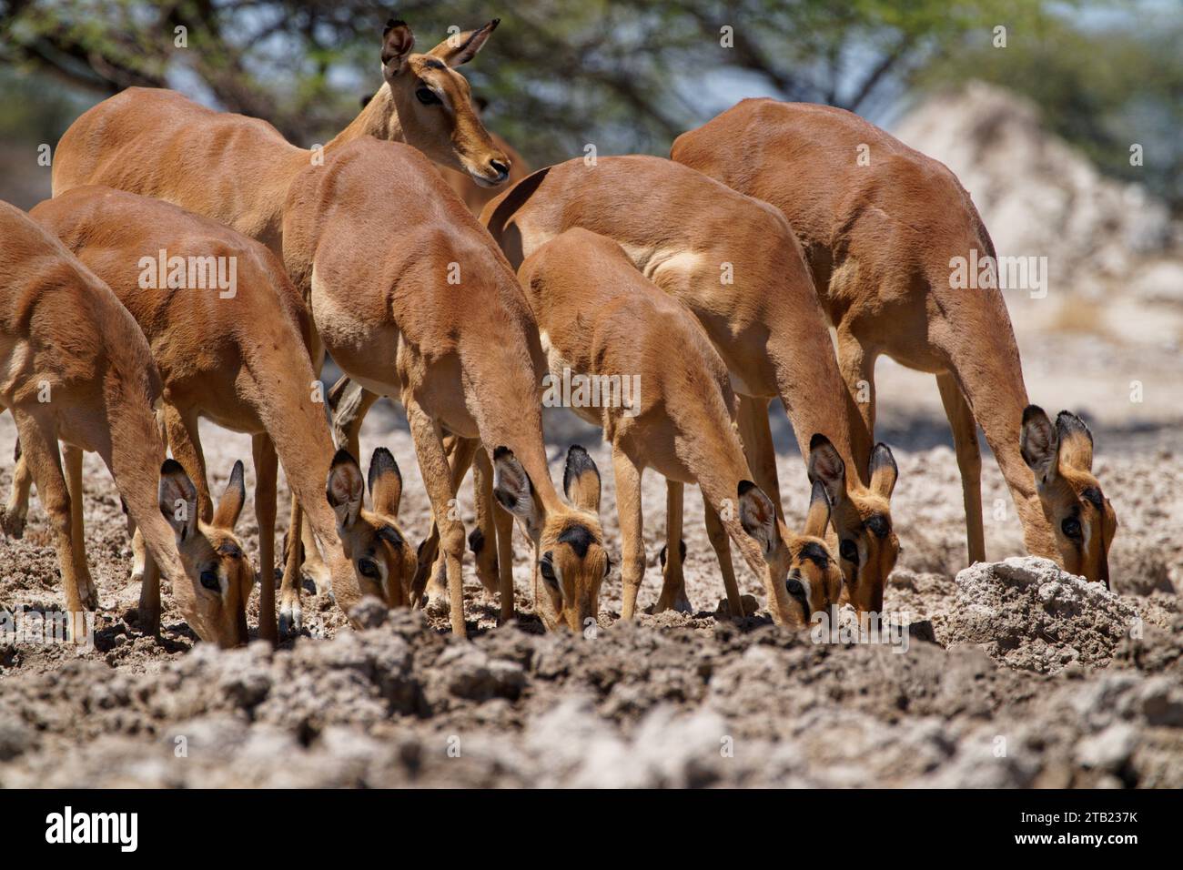 Female black faced impala hi-res stock photography and images - Alamy