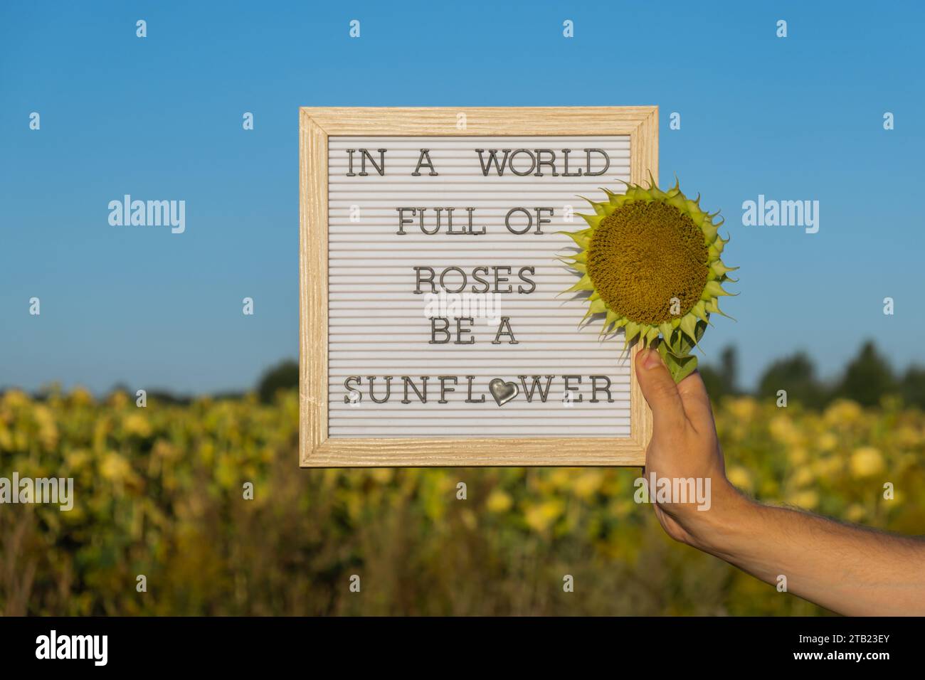 IN A WORLD FULL OF ROSES BE A SUNFLOWER text on white board next to ...
