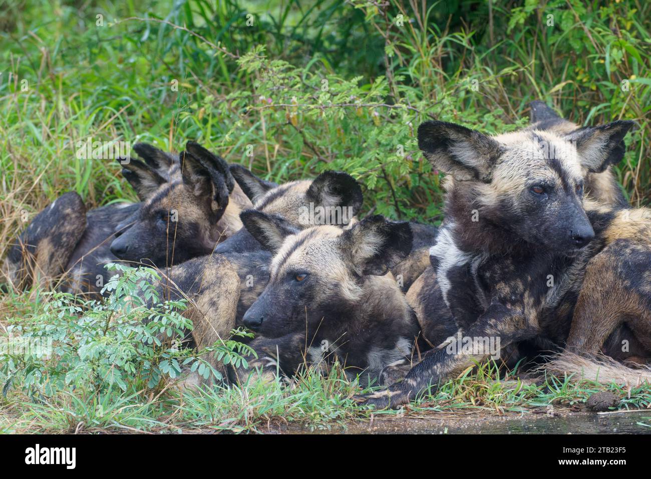African painted dogs resting hi-res stock photography and images - Alamy