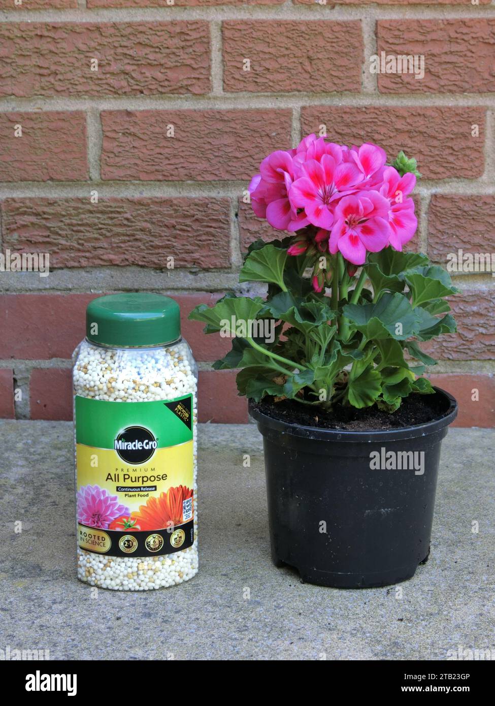 Miracle Gro Granular Slow Release All Purpose Plant Food With Potted ...