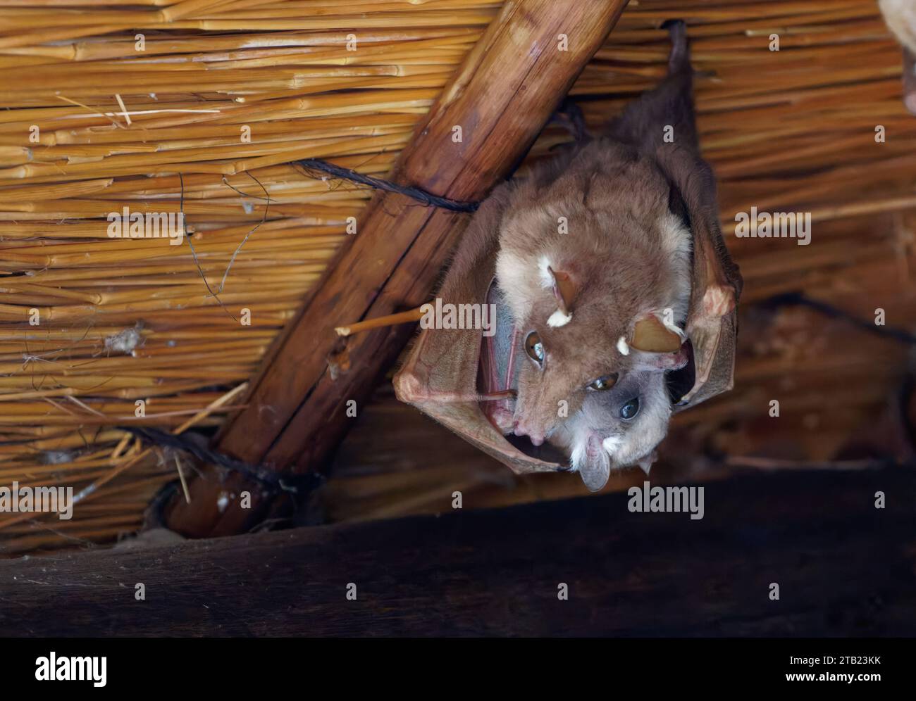 Mother bat hi-res stock photography and images - Alamy