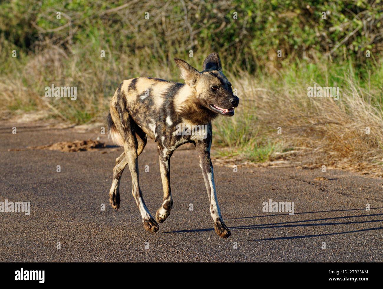 African wild dogs running hi-res stock photography and images - Alamy