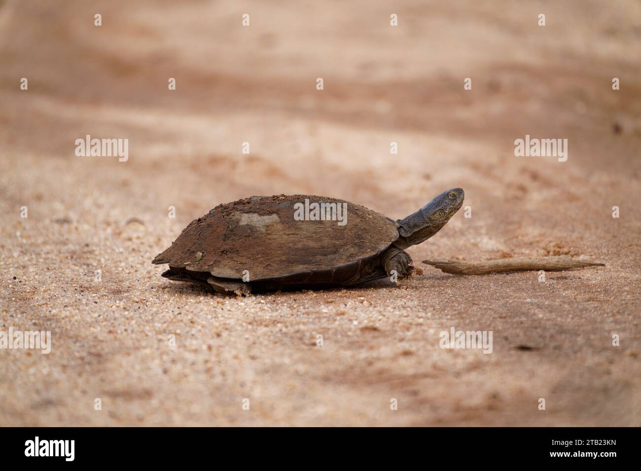 Terrapin in the wild hi-res stock photography and images - Alamy