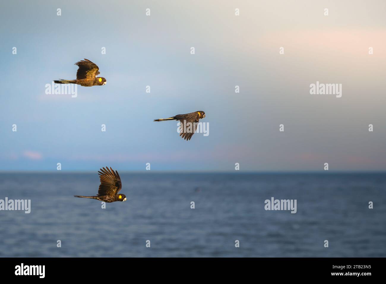 Coastal birds in dusk flight hi-res stock photography and images - Alamy