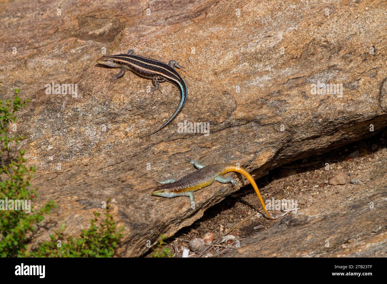 Rainbow skink hi-res stock photography and images - Alamy