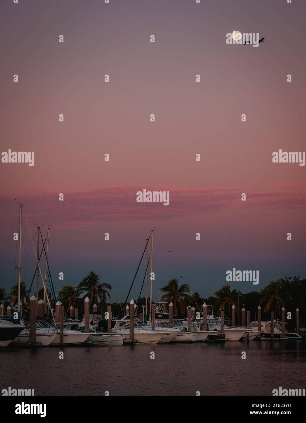 boats in the harbor key Biscayne Florida Stock Photo - Alamy