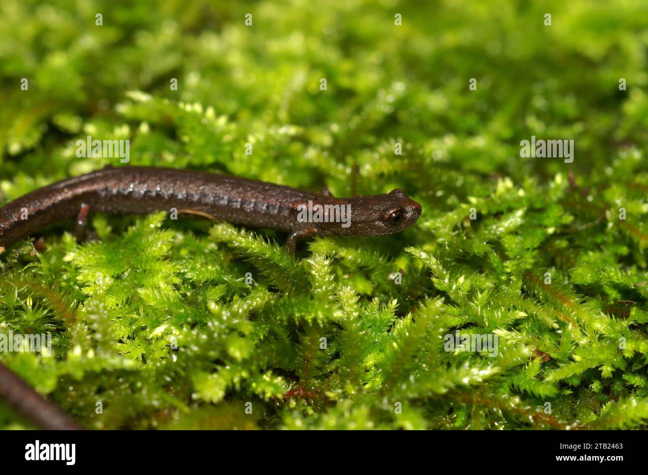 Natural closeup on a Hell Hollow Slender Salamander, Batrachoseps ...
