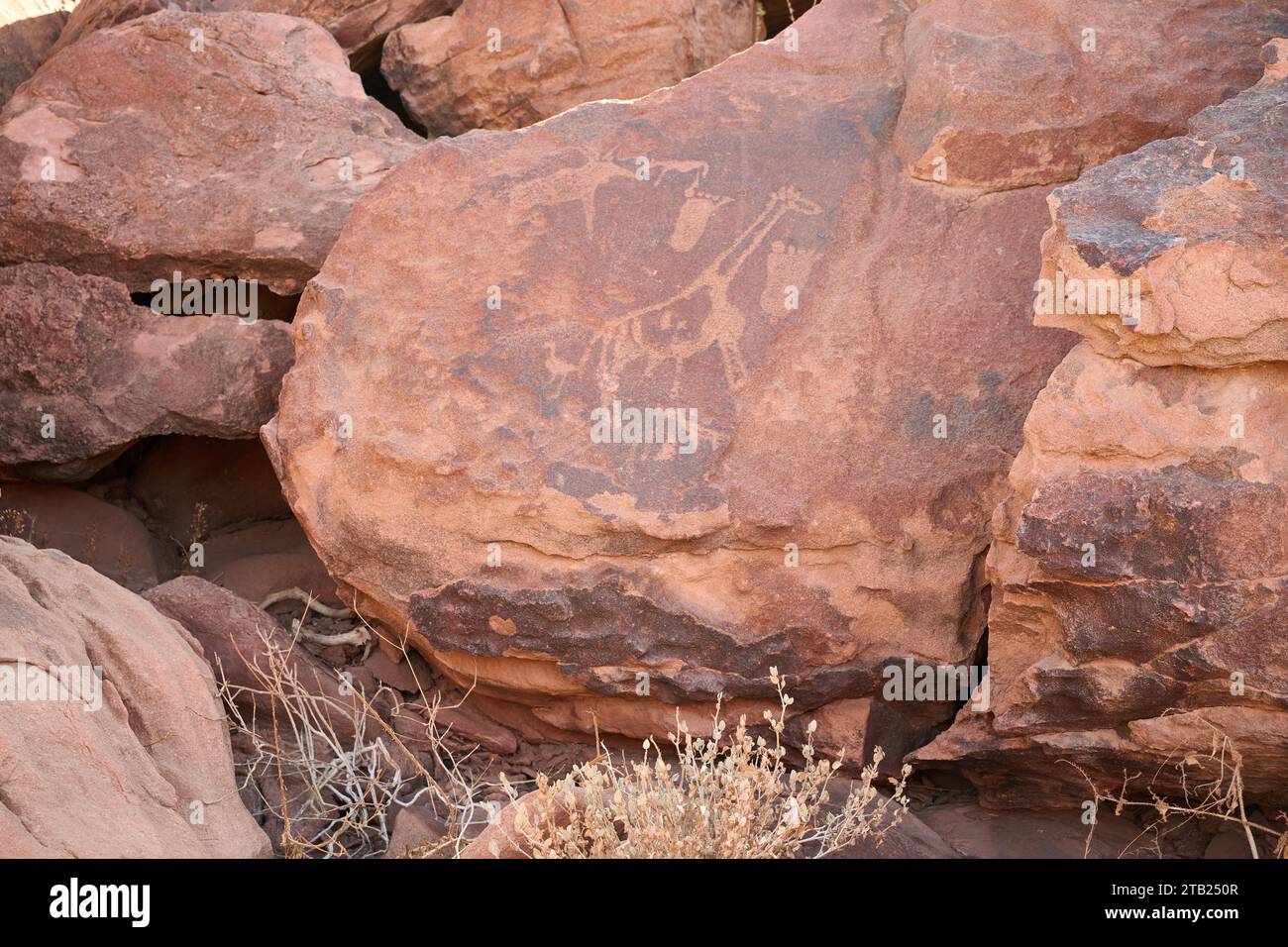 rock engravings of Twyfelfontein, Damaraland, Namibia, Africa Stock ...