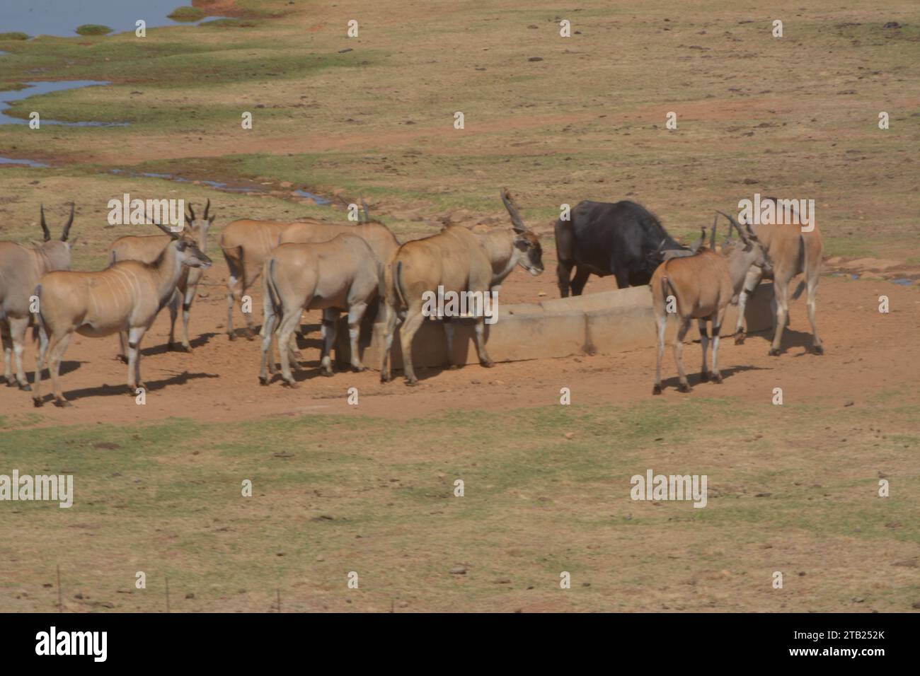 Different wildlife species at waterhole in South Africa Stock Photo - Alamy