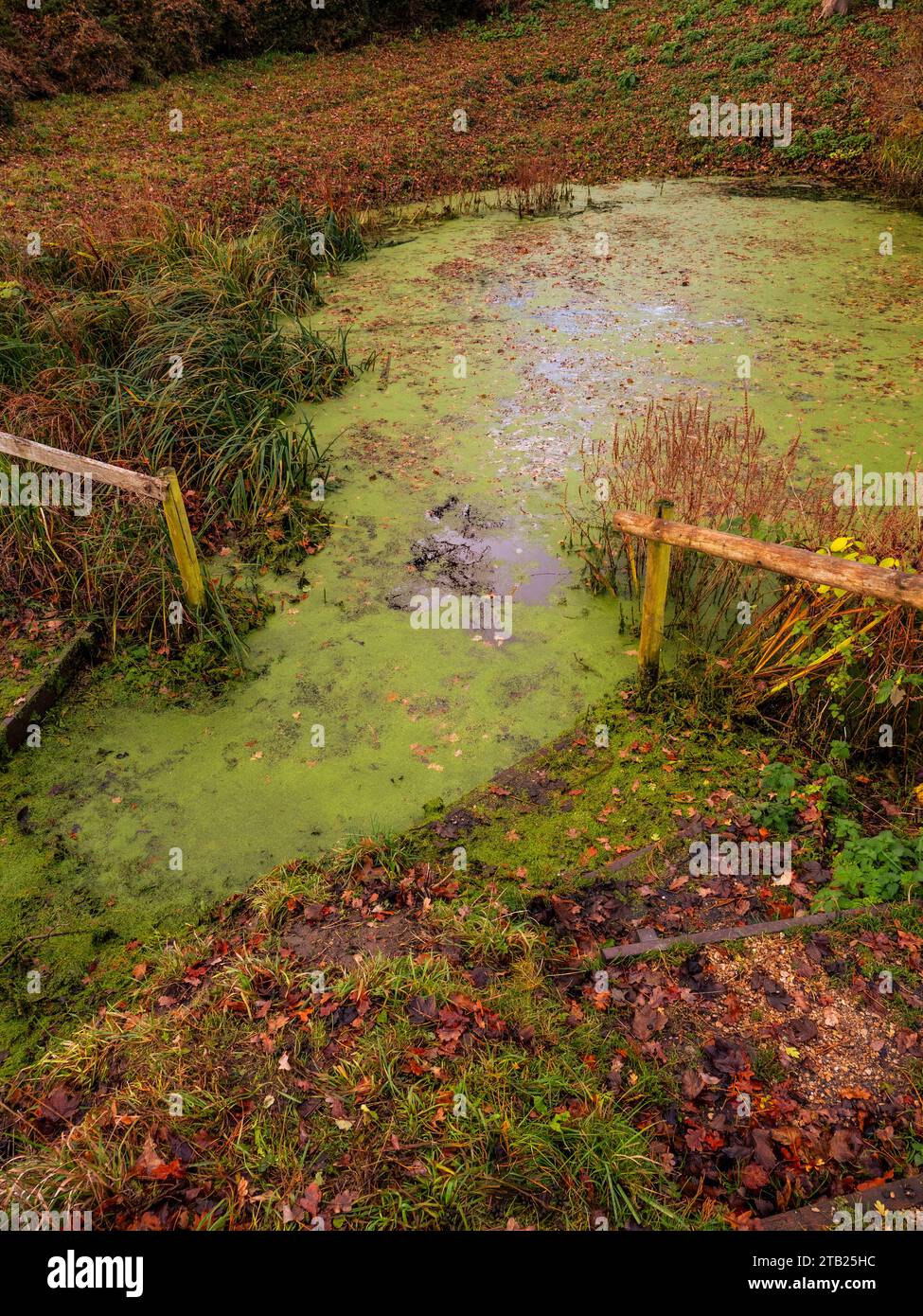Pond for Wildlife, Wallingford Castle Gardens and Meadows, Wallingford ...