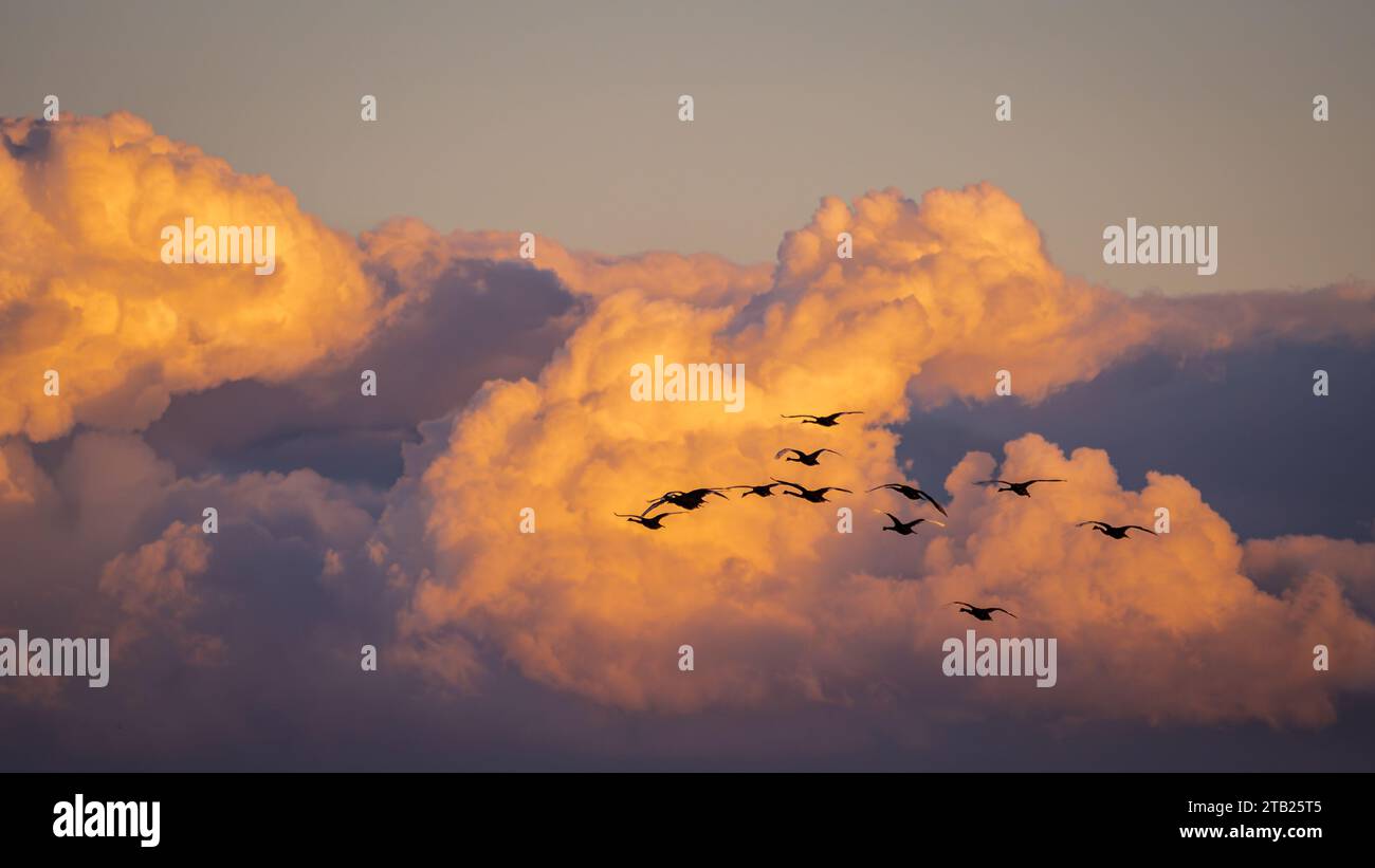 Swan patterns hi-res stock photography and images - Alamy