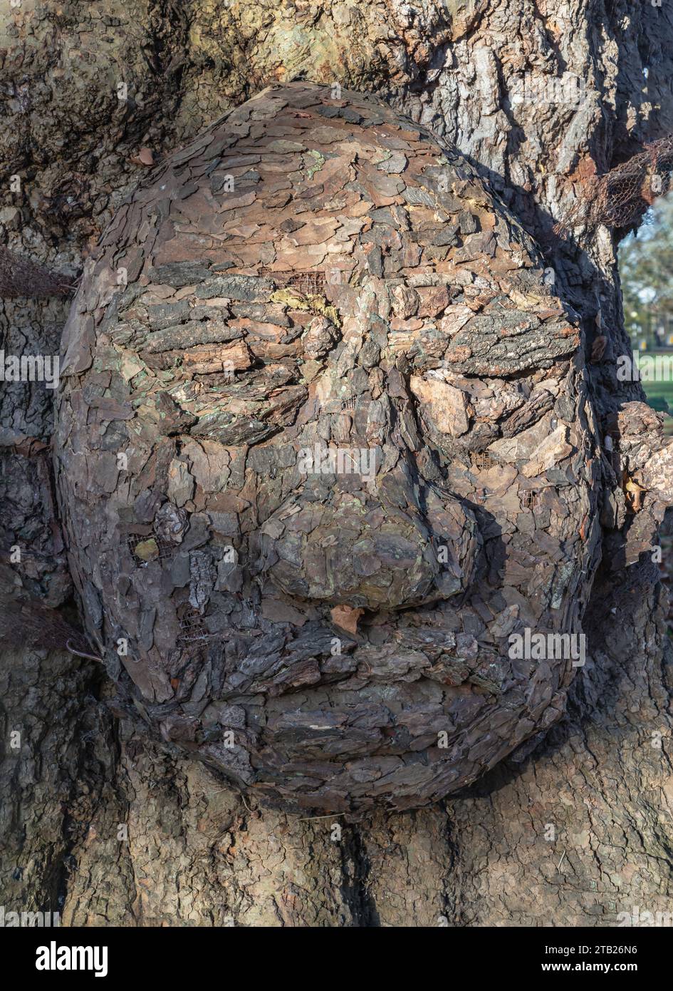 Human head shaped tree hi-res stock photography and images - Alamy