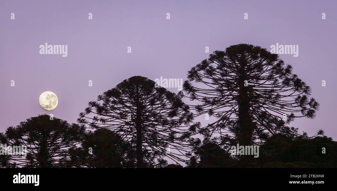 Full moon purple night sky hi-res stock photography and images - Alamy