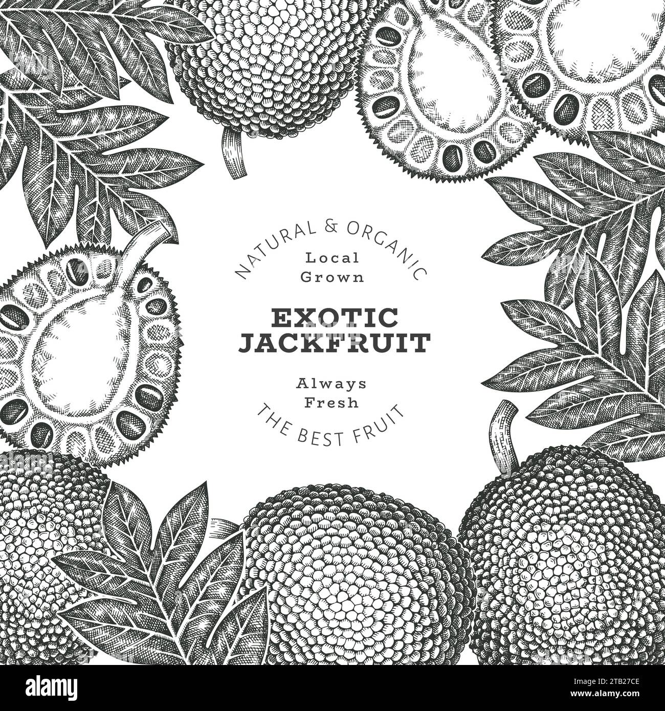 Hand drawn sketch style jackfruit banner. Organic fresh fruit vector ...