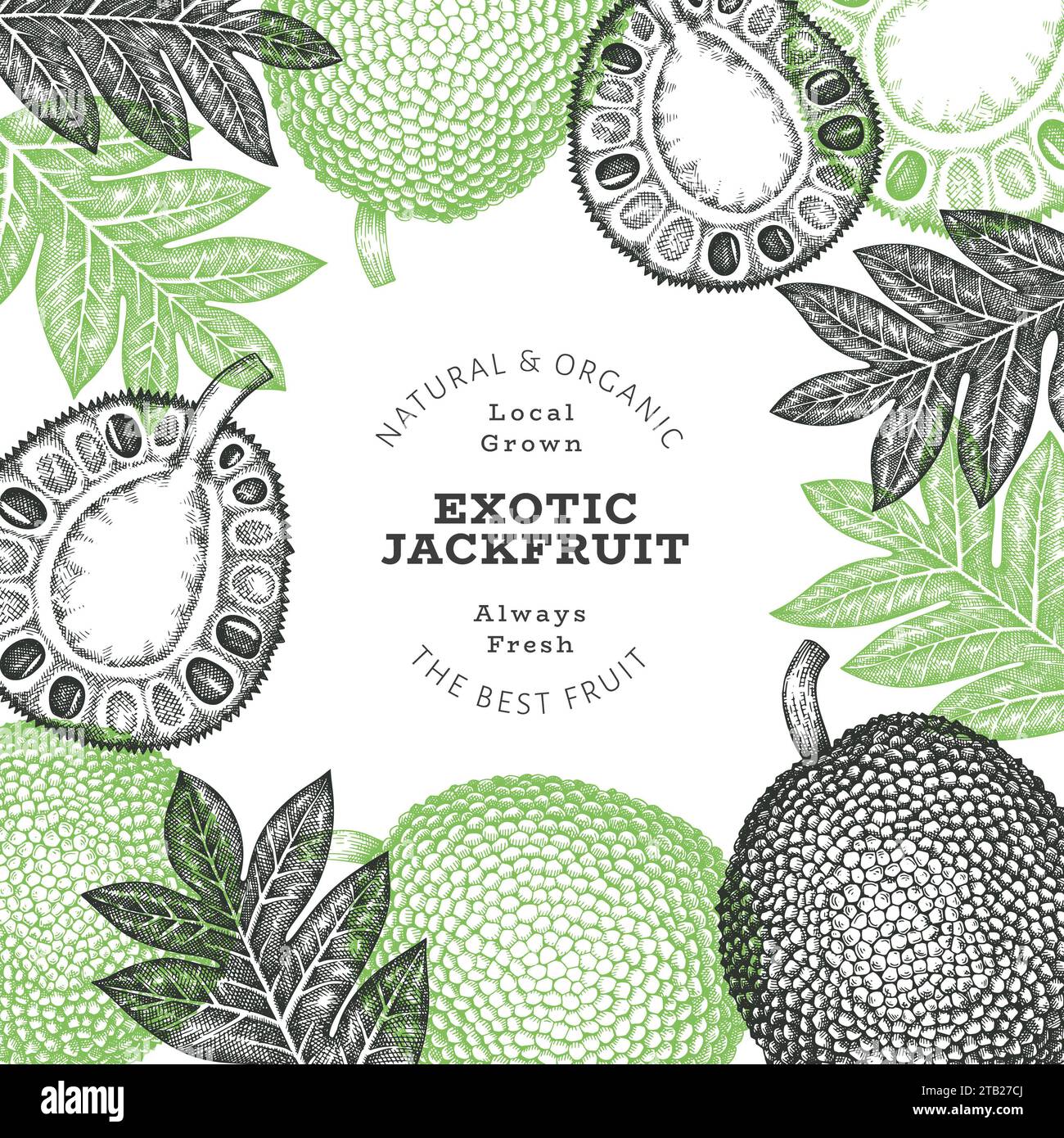 Hand drawn sketch style jackfruit banner. Organic fresh fruit vector ...