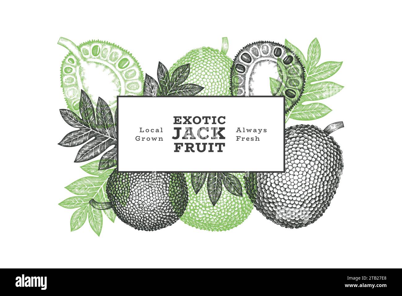 Hand drawn sketch style jackfruit banner. Organic fresh fruit vector ...