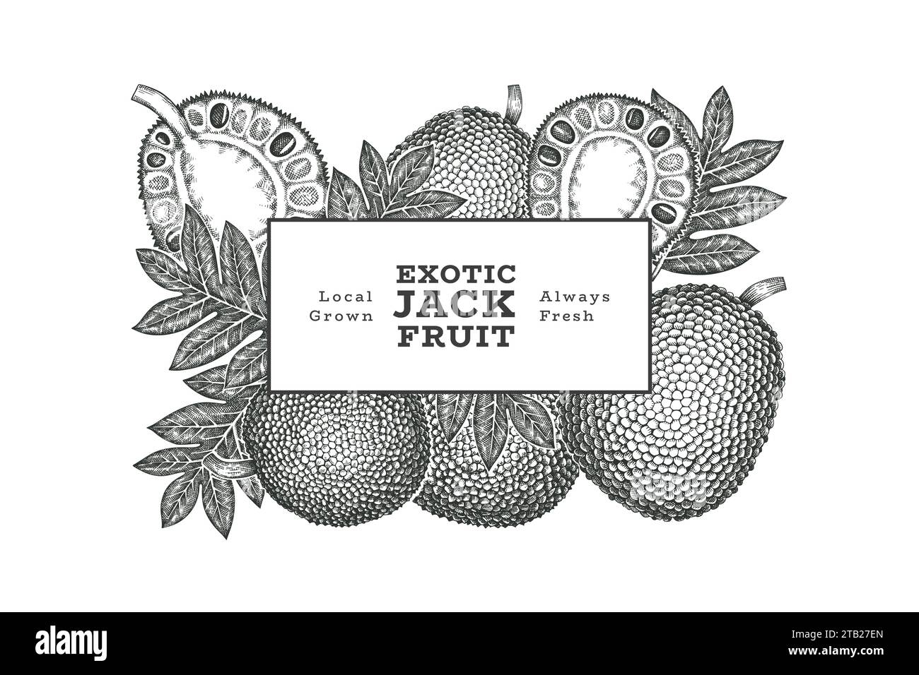 Hand drawn sketch style jackfruit banner. Organic fresh fruit vector ...