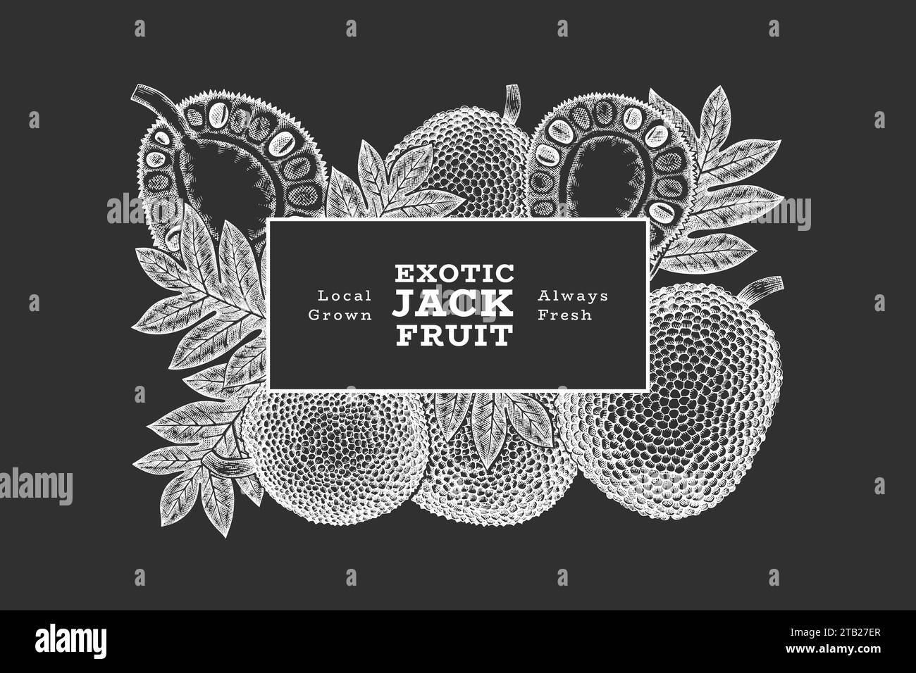 Hand drawn sketch style jackfruit banner. Organic fresh fruit vector ...