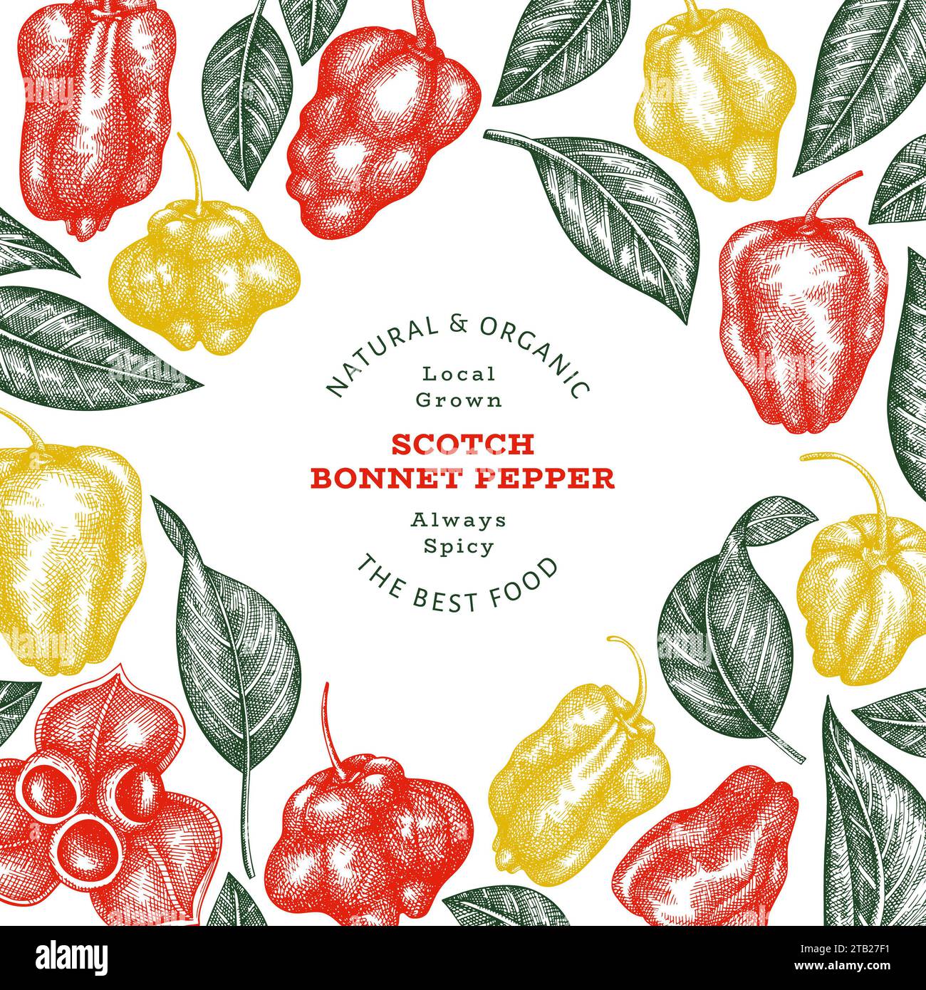 Hand drawn sketch style scotch bonnet pepper banner. Organic fresh ...