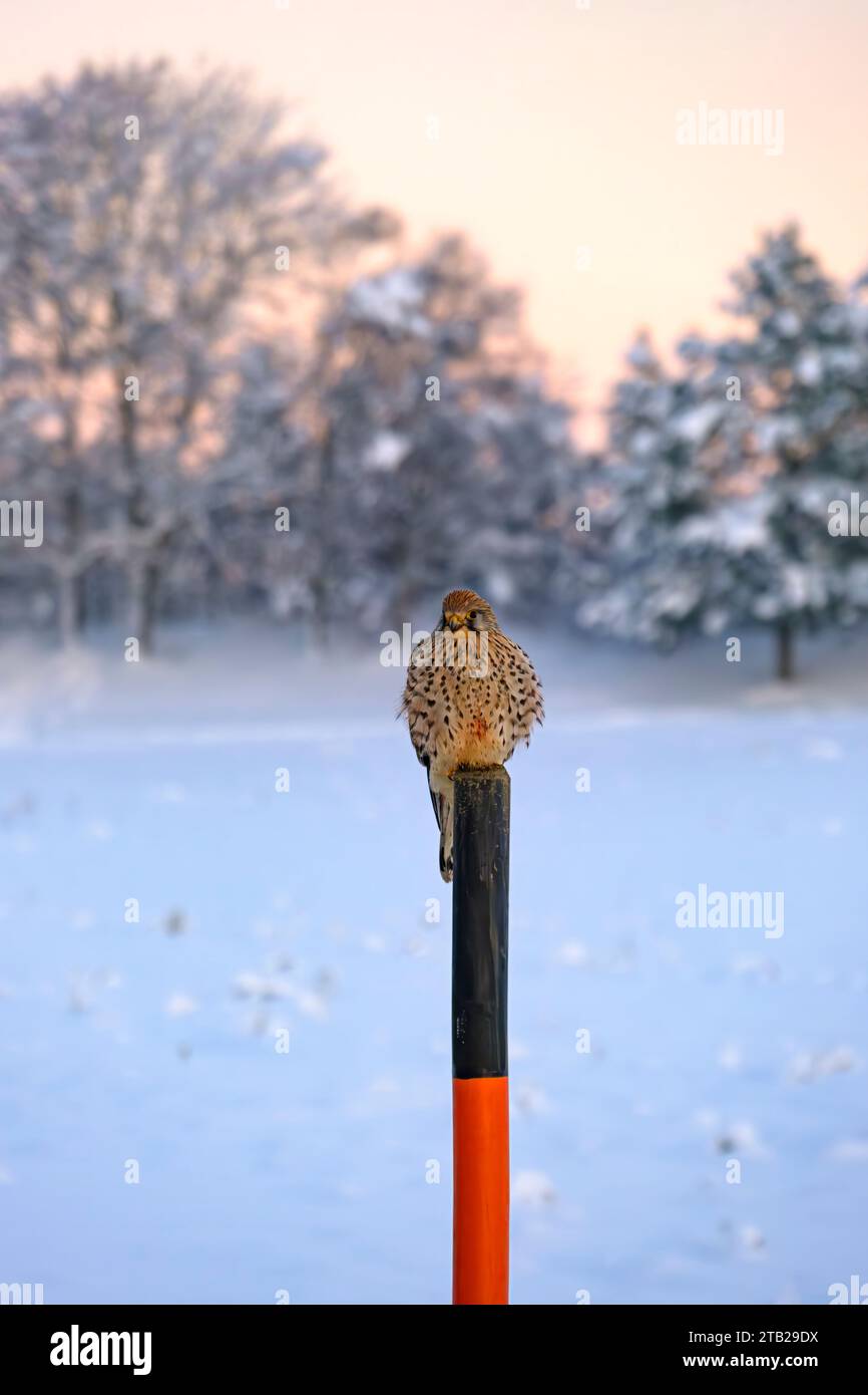 Lurking hi-res stock photography and images - Alamy