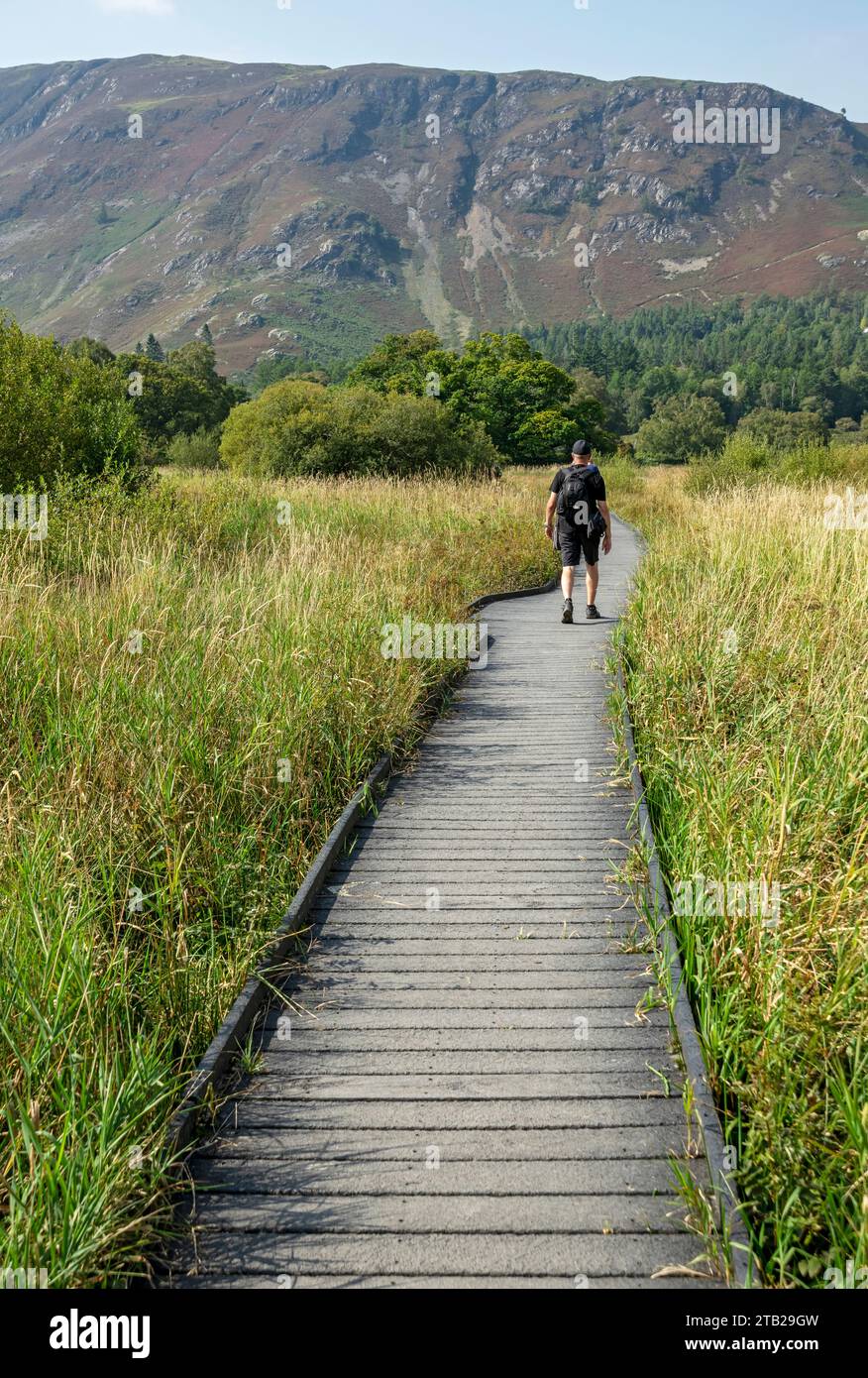 Man walker tourist walking on boardwalk path on wetland to Manesty ...