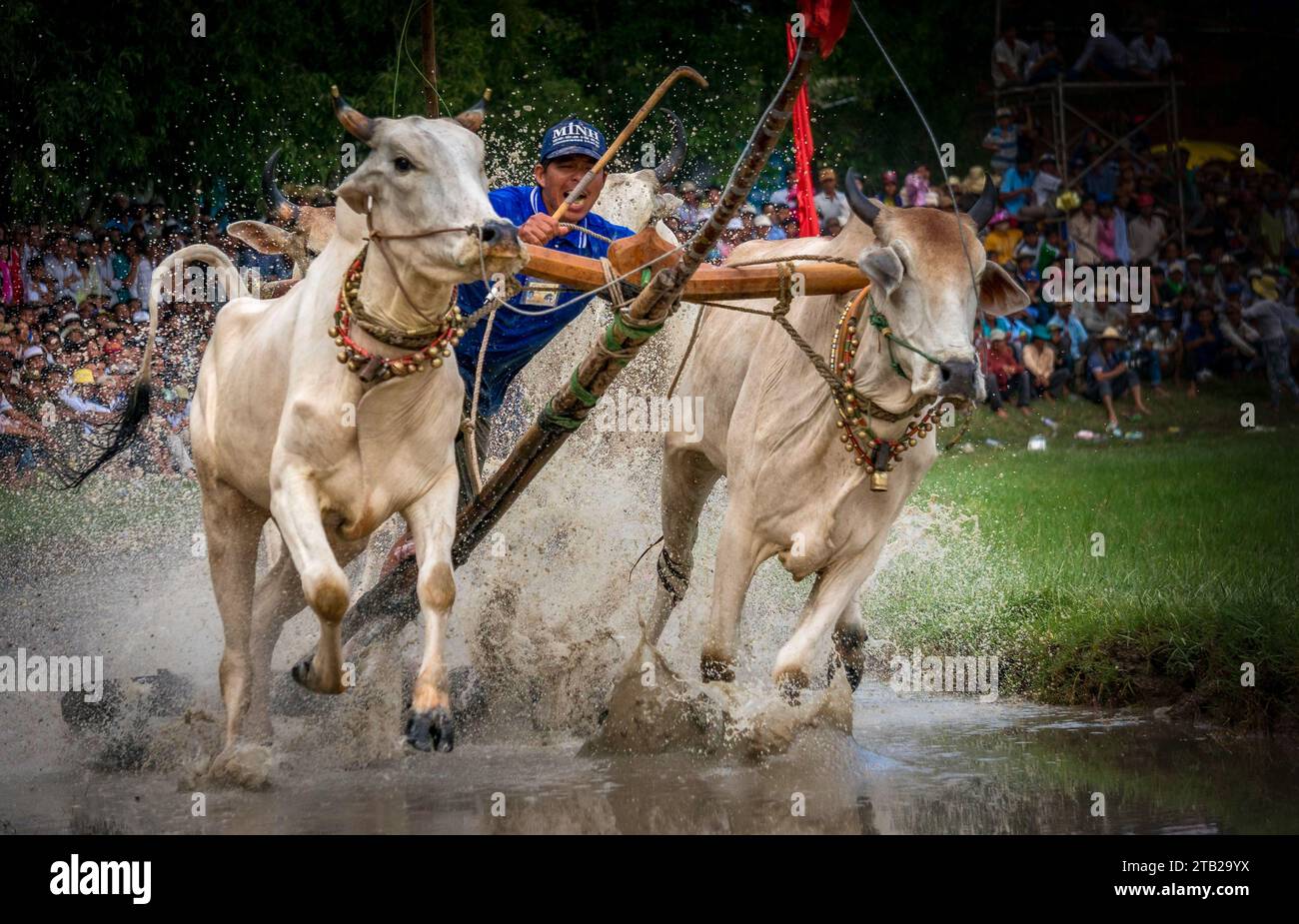 cow racing festival 2 Stock Photo - Alamy