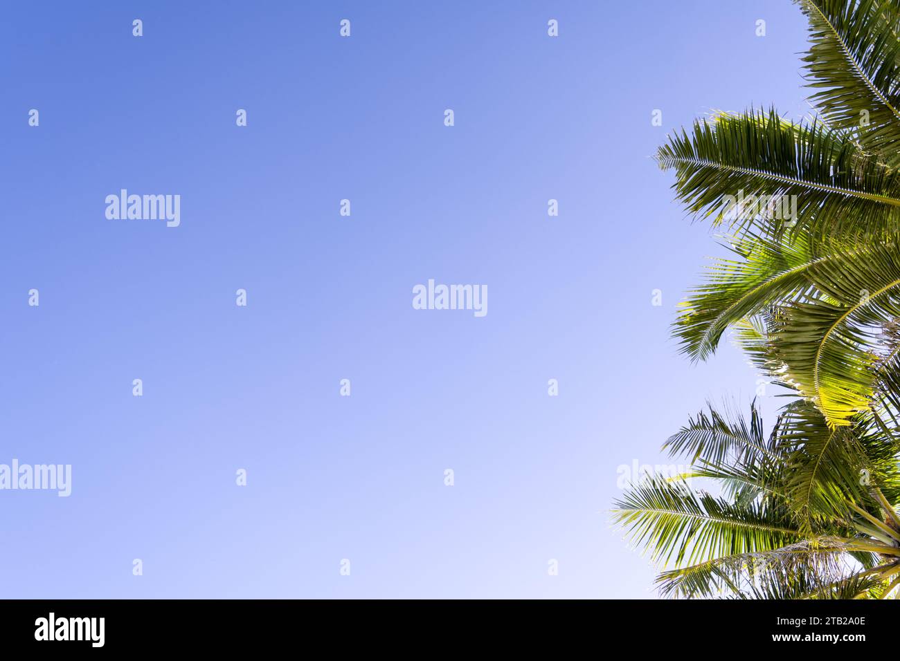 Tropical palm tree branches detail Maldives Stock Photo - Alamy