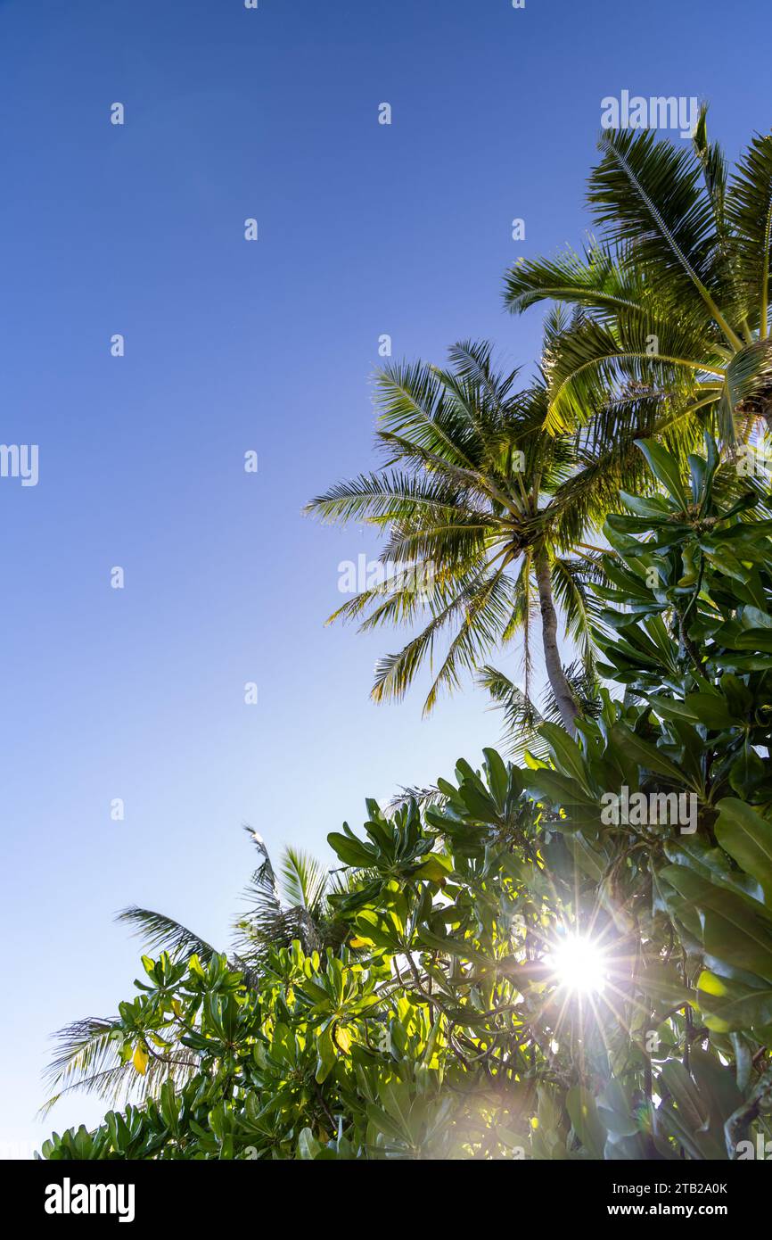 Tropical palm tree branches detail Maldives Stock Photo - Alamy