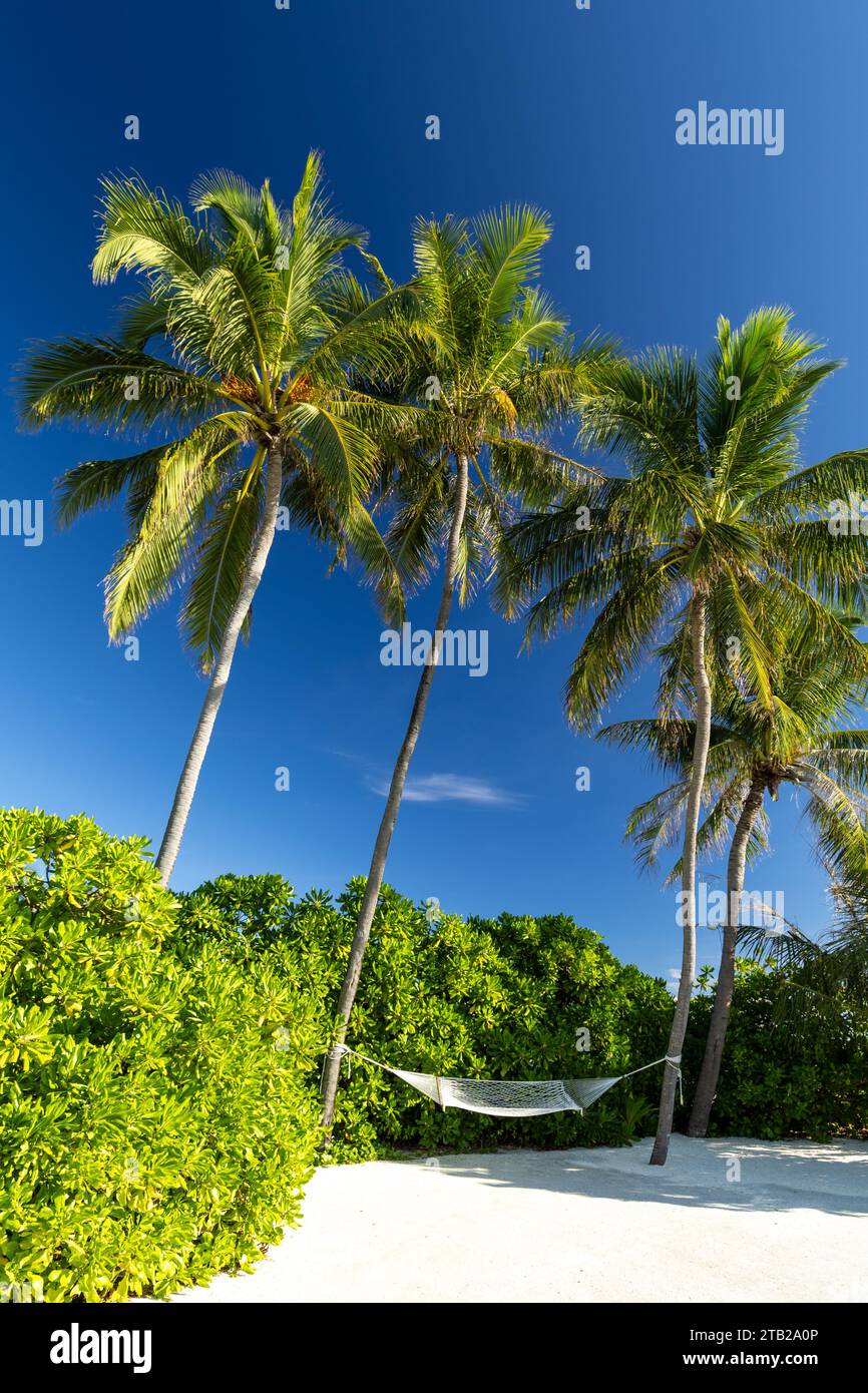 Tropical palm tree branches with hammock and blue sky detail Maldives ...