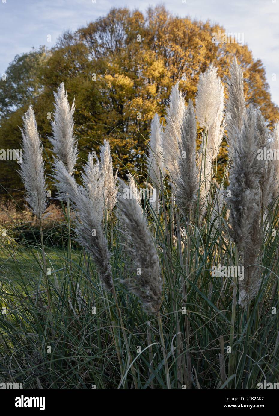 The fascinating plumage of the flowers of the pampas grass in the park ...
