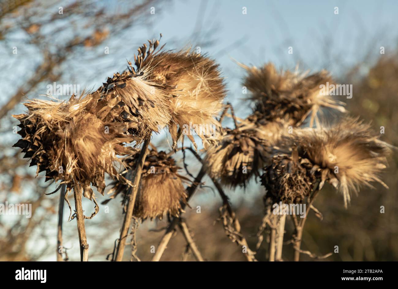 Cynara cardinculus hi-res stock photography and images - Alamy