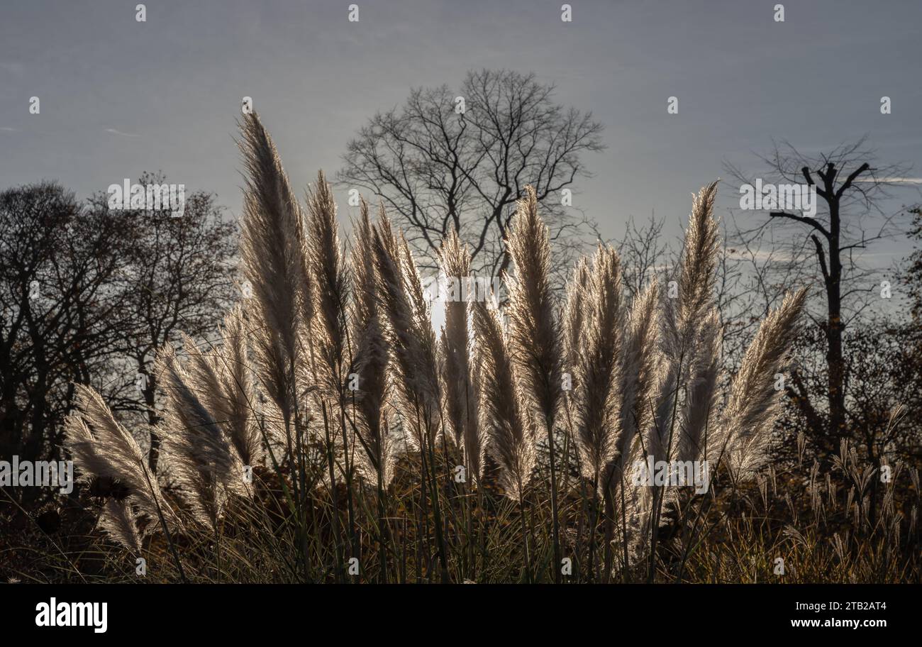 The flowers of the pampas grass with rim light effect of the sun light ...