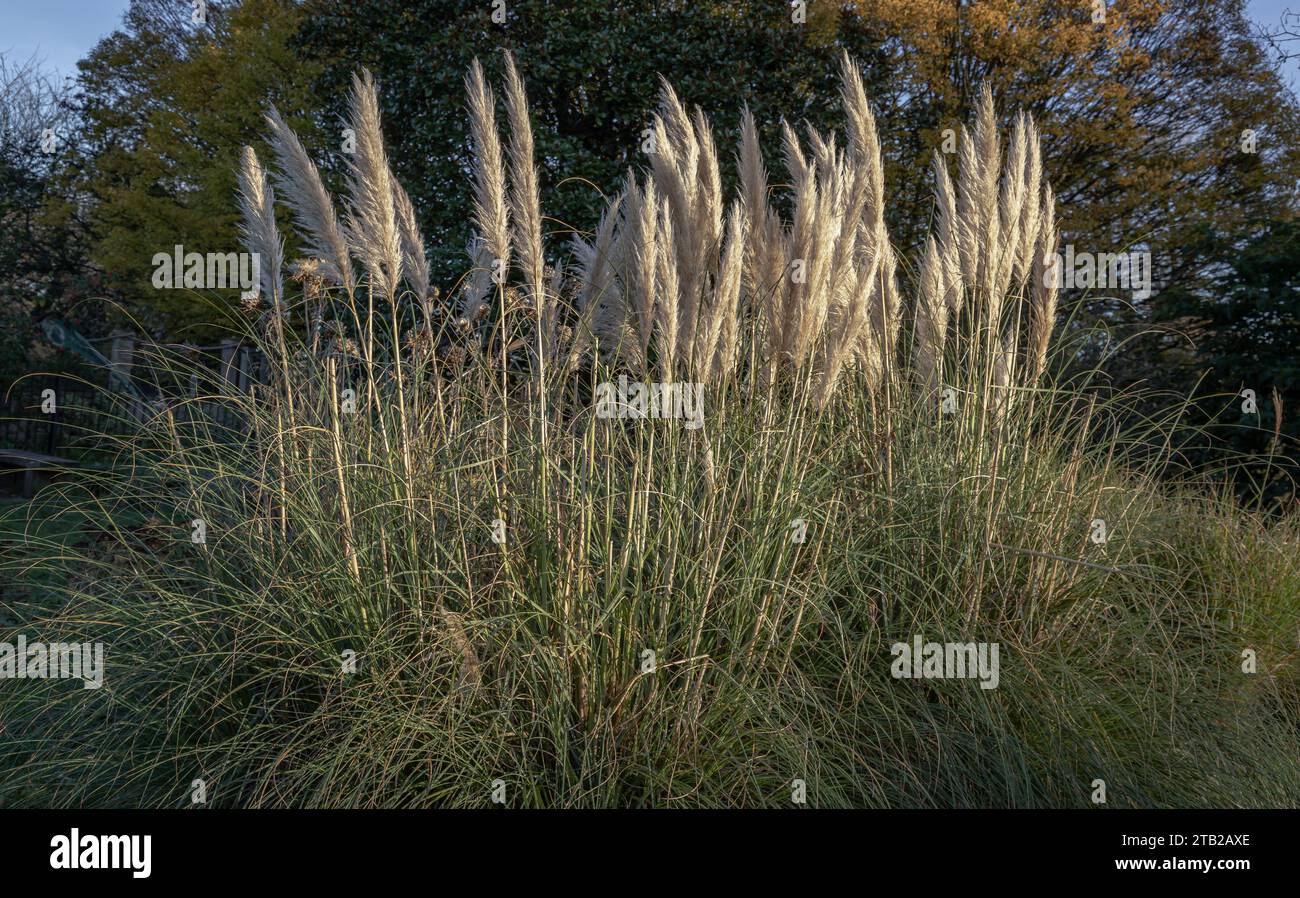 The fascinating plumage of the flowers of the pampas grass in the park ...