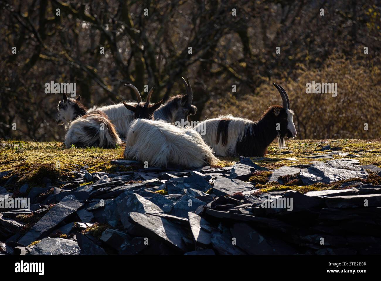Wild goats hi-res stock photography and images - Alamy