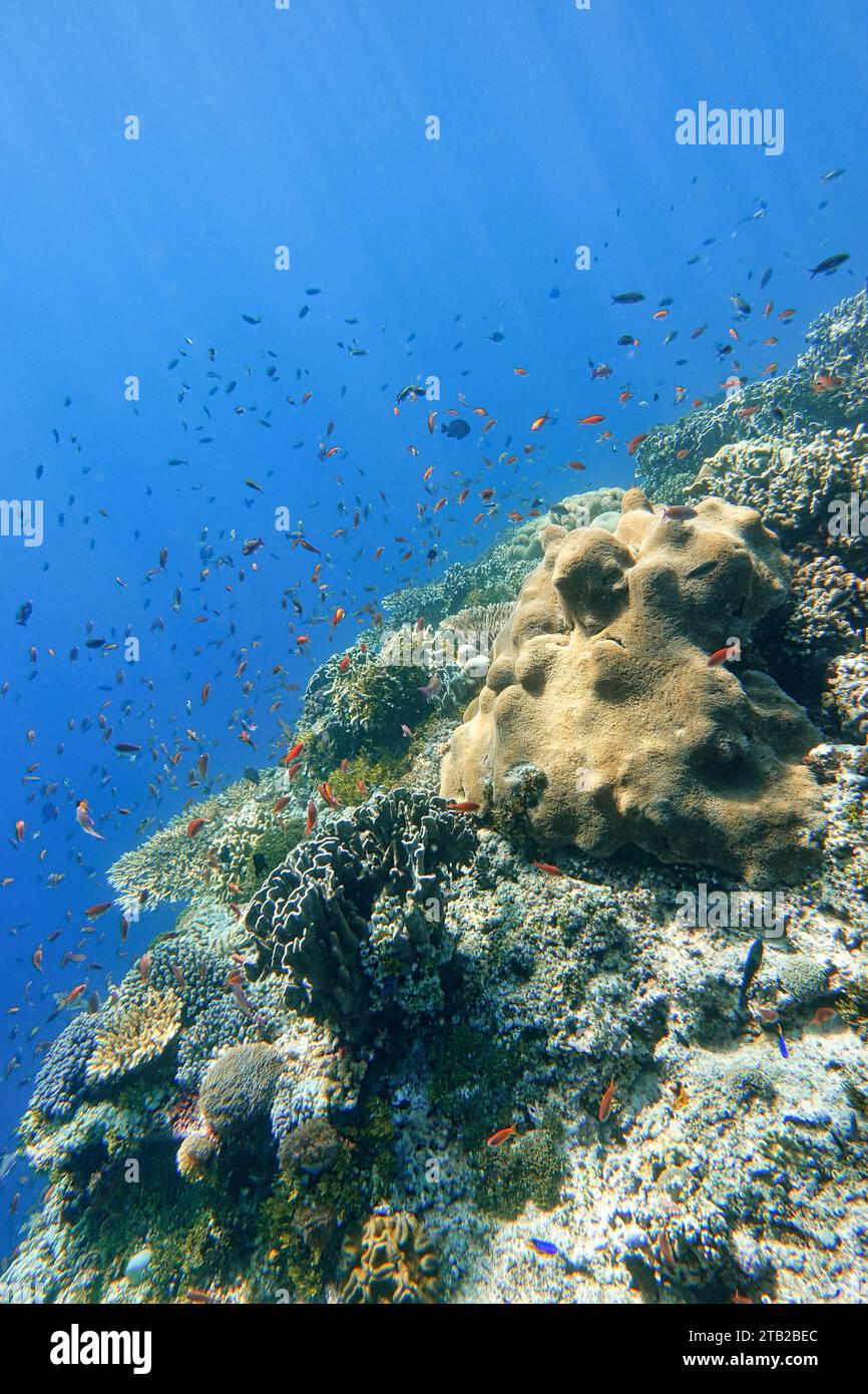 Indonesia Alor Island - Ternate - Marine life Coral reef with tropical ...