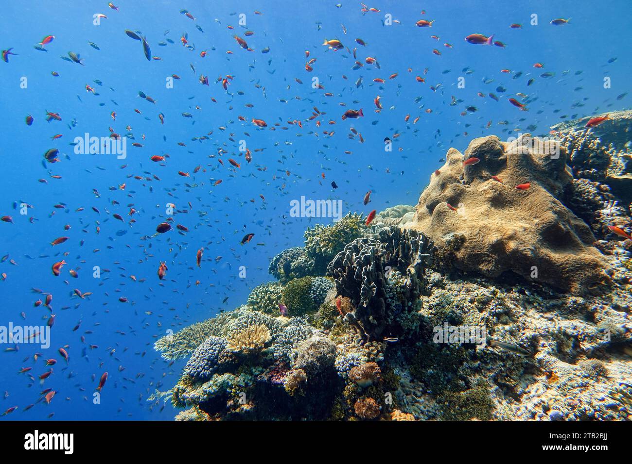Tropical fish indonesia hi-res stock photography and images - Alamy