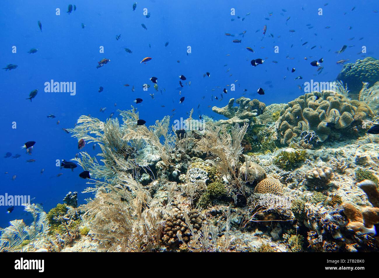 The marine life of tropical fish hi-res stock photography and images ...