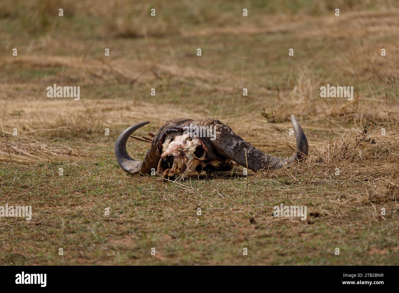A photo of an African buffalo head, buffalo skull on the ground in ...