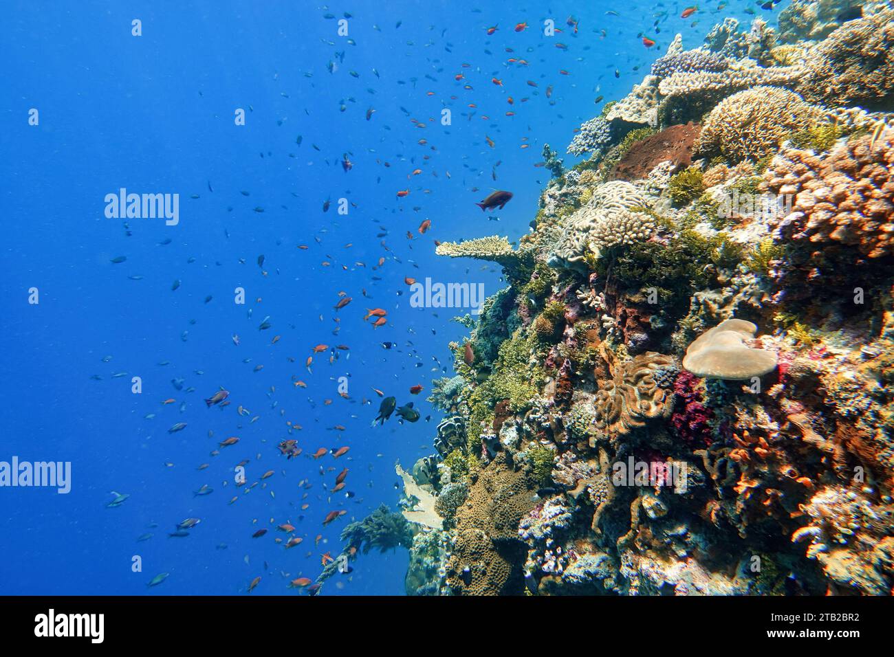 The marine life of tropical fish hi-res stock photography and images ...