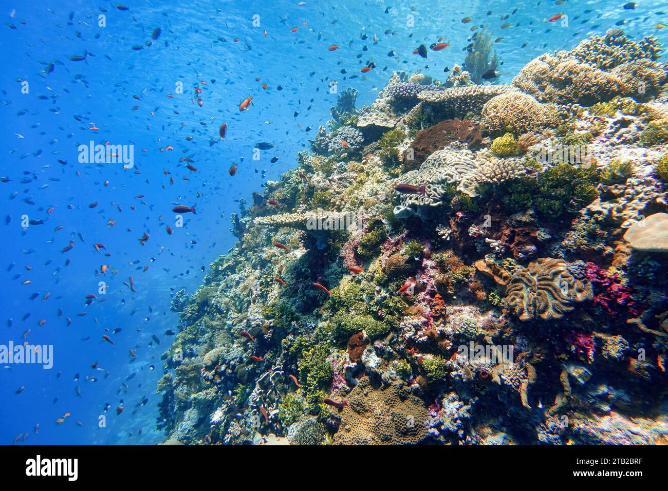 Indonesia Alor Island - Marine life Coral reef with tropical fish Stock ...