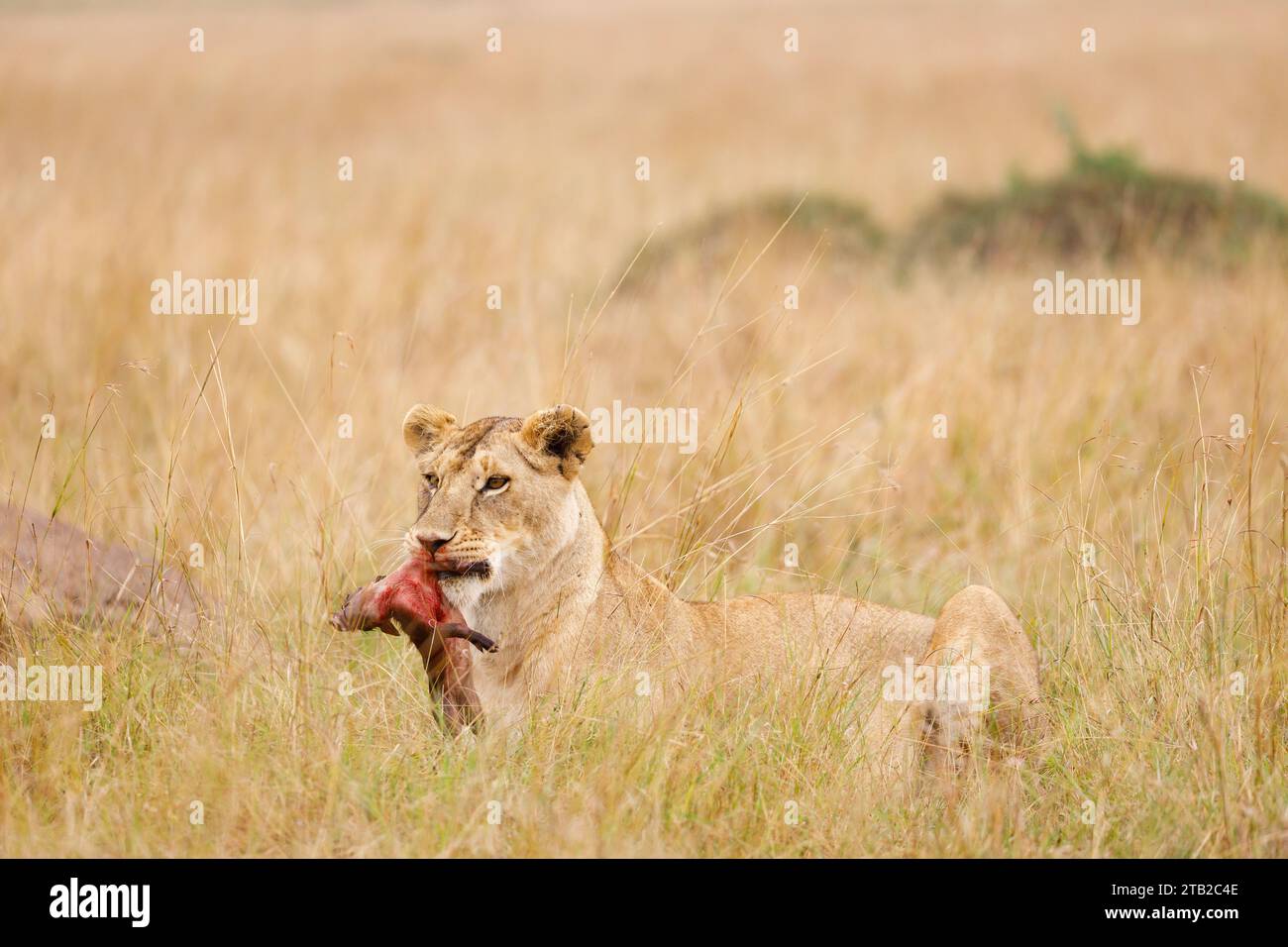 A subadult lion with baby warthog kill in open savannah in Masai Mara ...