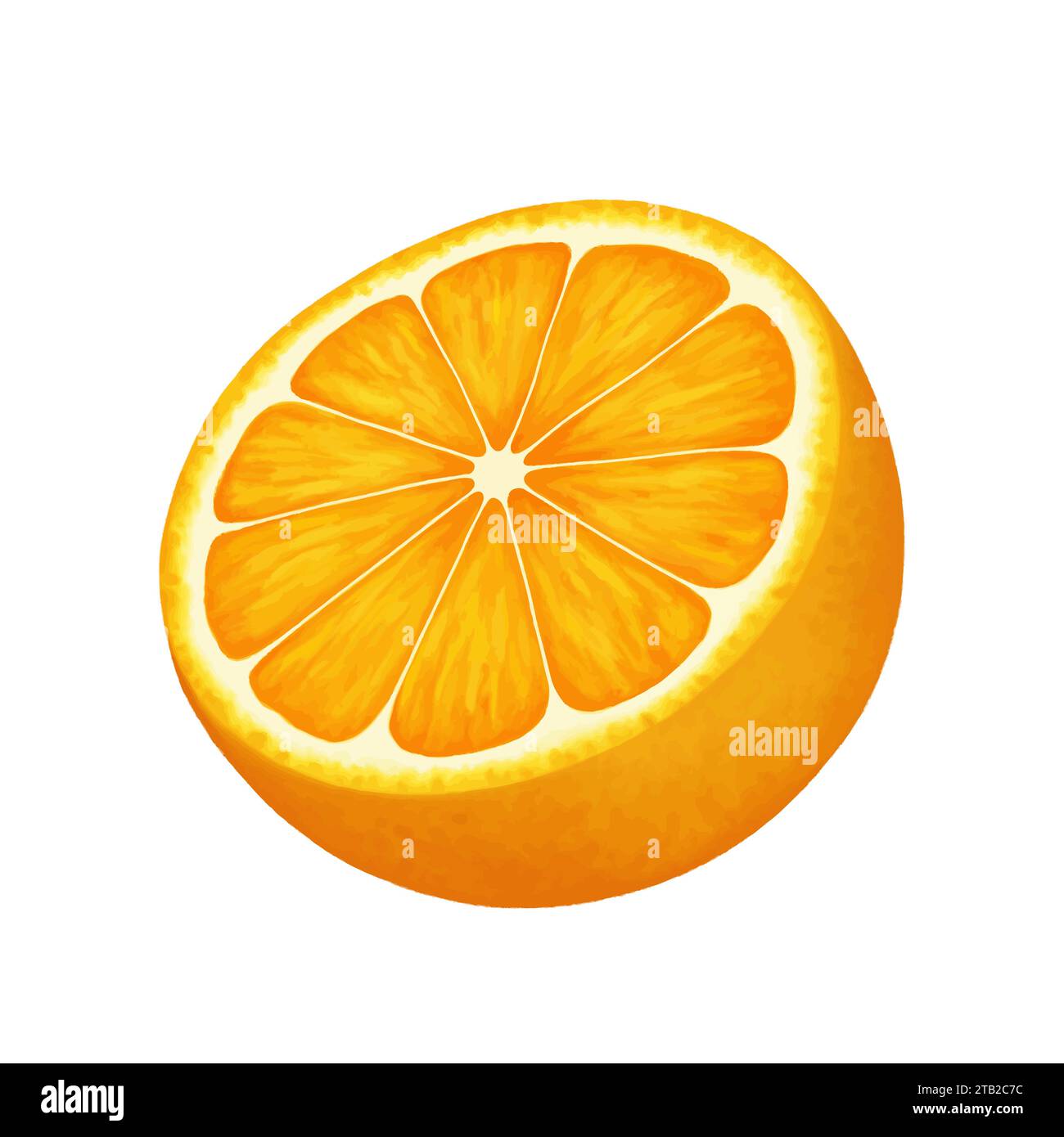 Half of a cut orange. Vector realistic illustration isolated on white ...