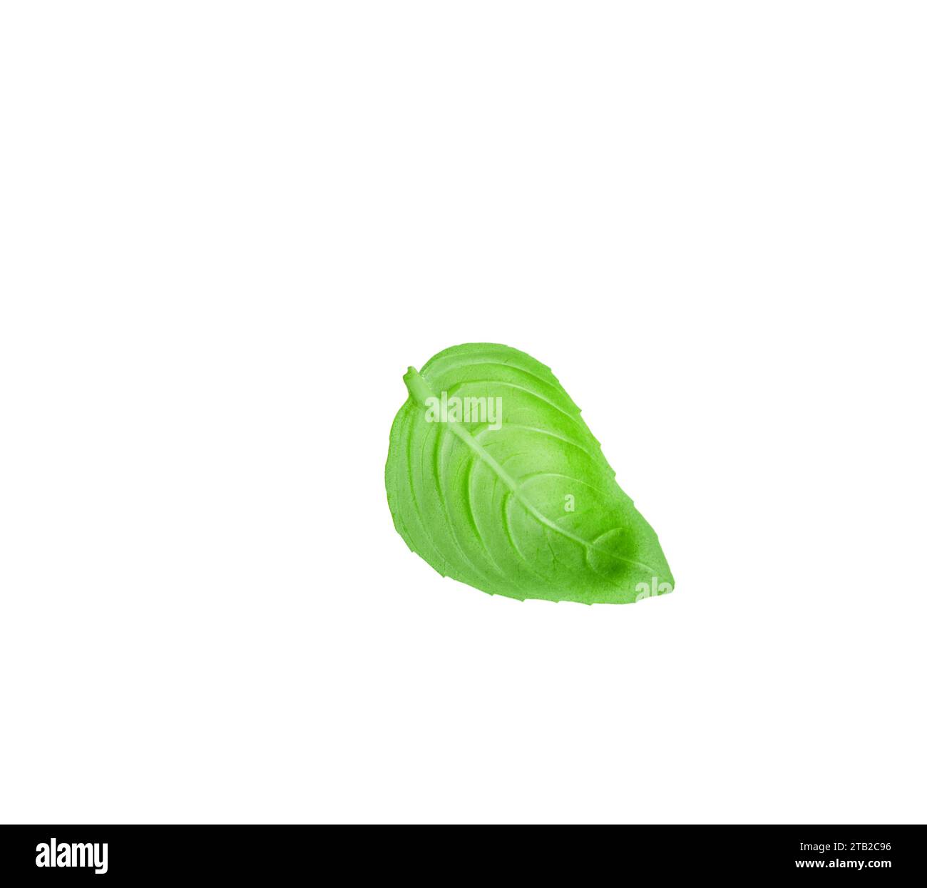 Basil isolated. Basil green fresh leaf flat lay isolated on white ...