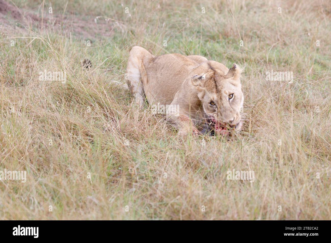 African lion warthog kill hi-res stock photography and images - Alamy